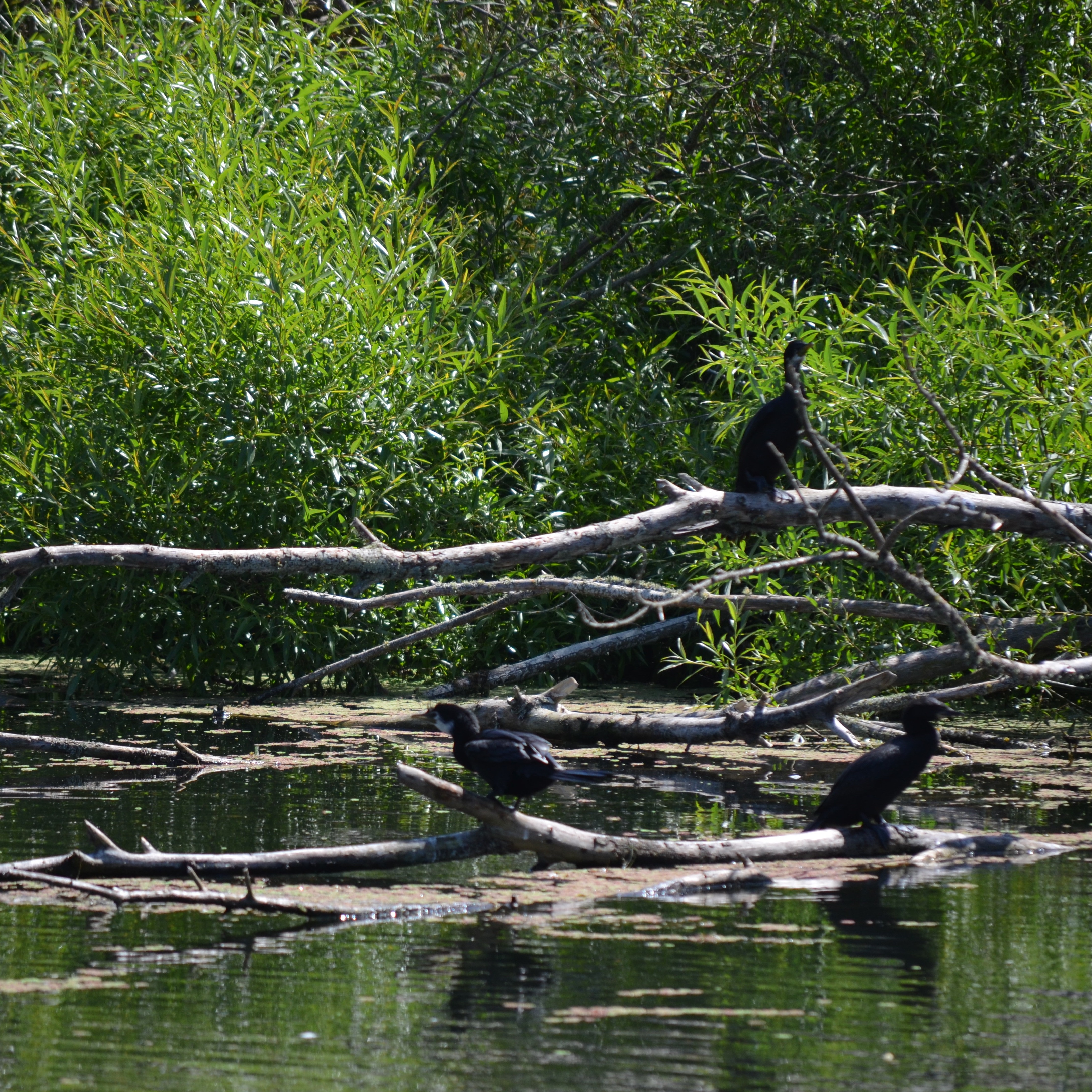 Birds at Styx Mill Reserve – Critter Club – Journal