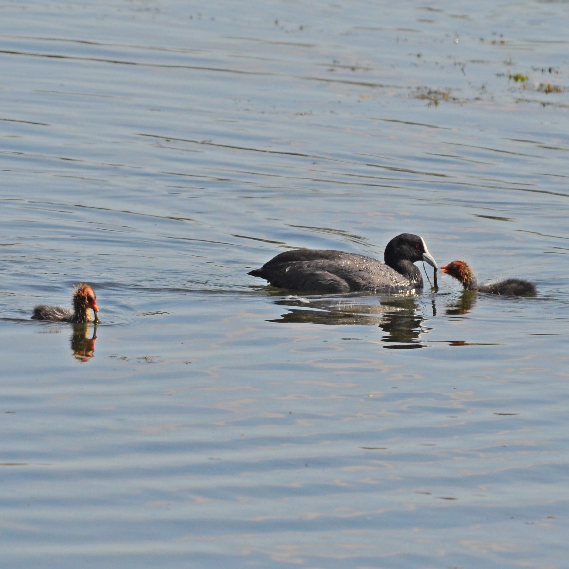 Birds at Styx Mill Reserve – Critter Club – Journal