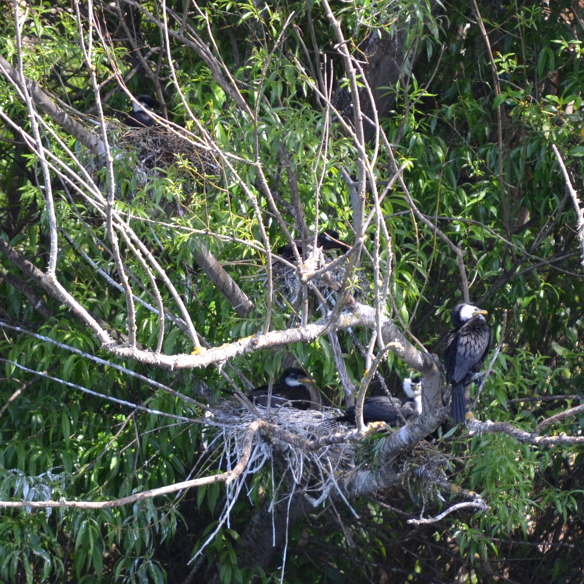 Birds at Styx Mill Reserve – Critter Club – Journal