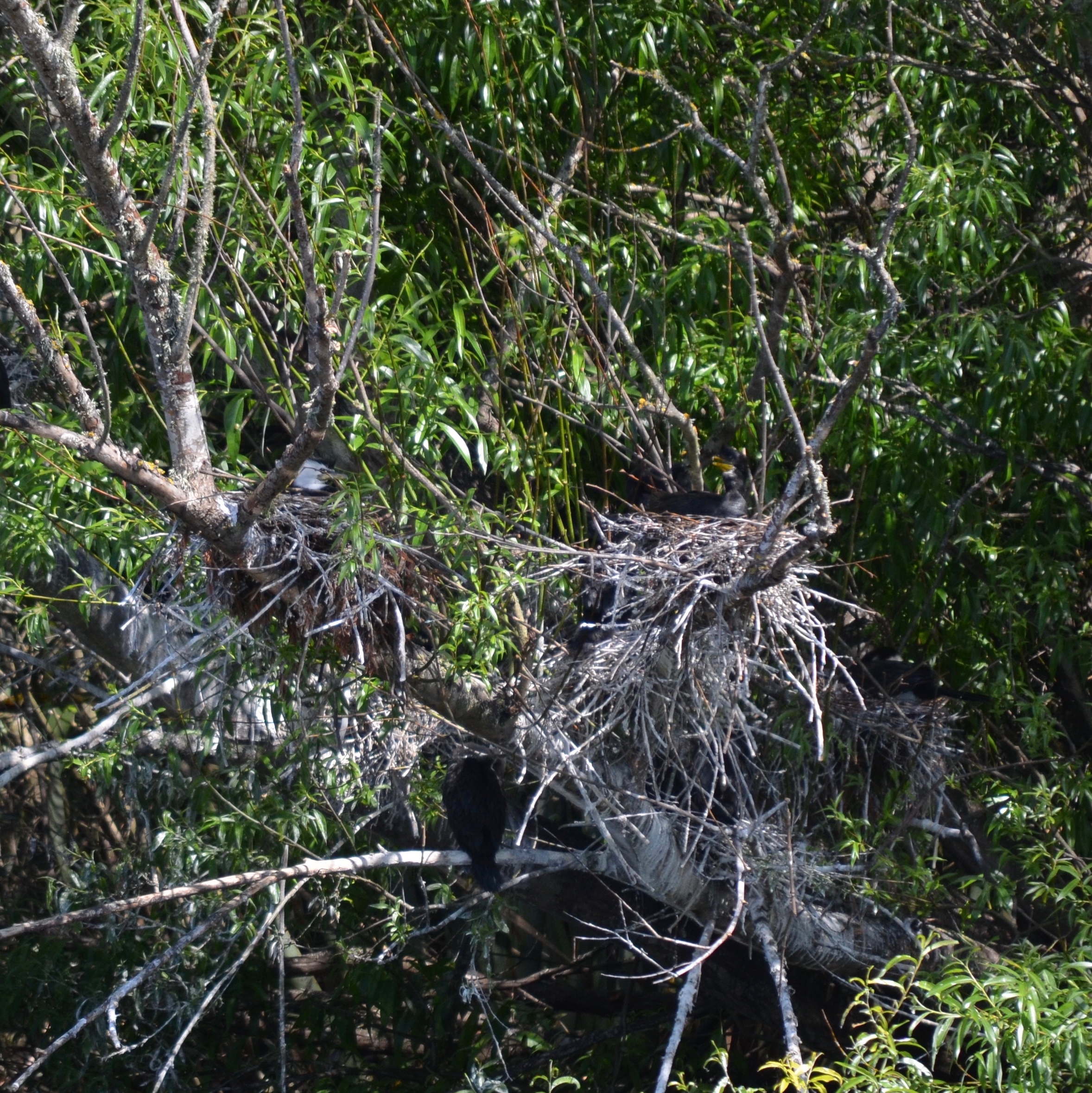 Birds at Styx Mill Reserve – Critter Club – Journal