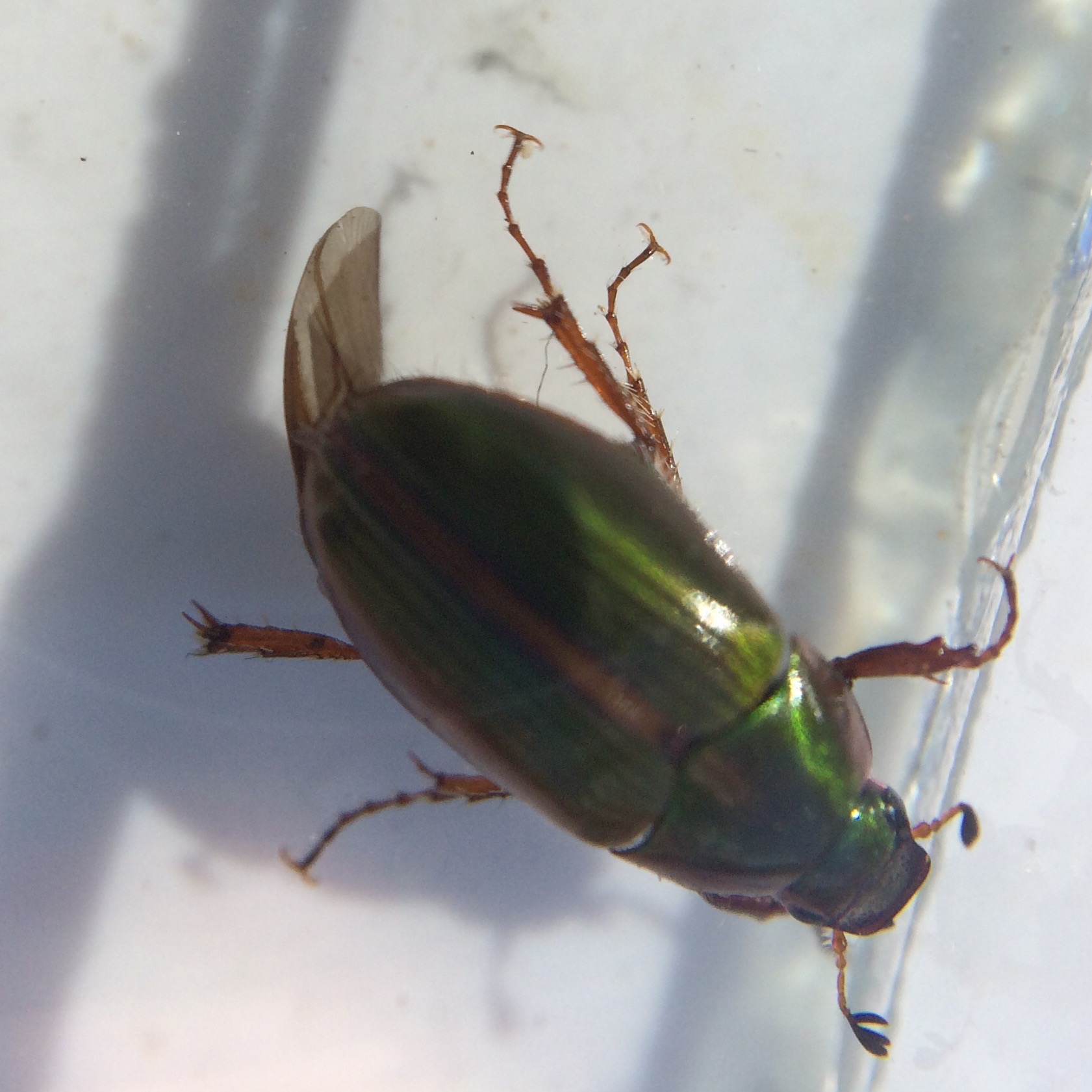 Porters Pass, Trip #89 – Critter Club – Journal